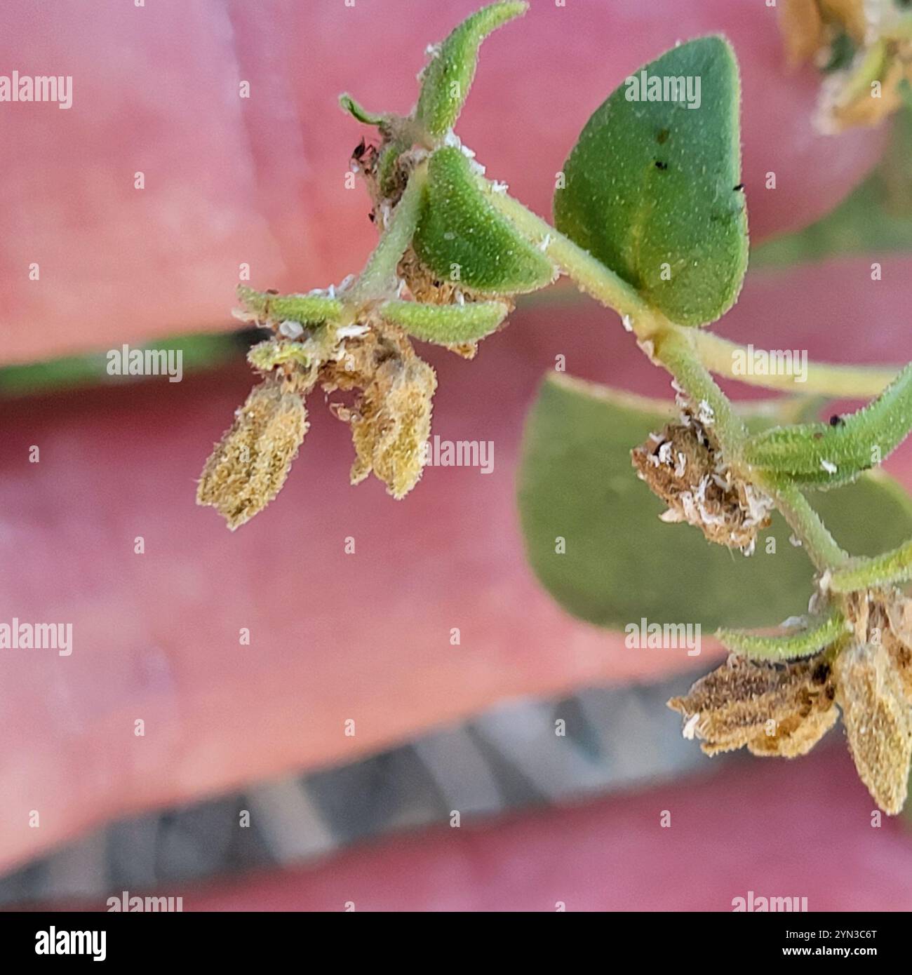 Wishbone Bush (Mirabilis laevis Stock Photo - Alamy