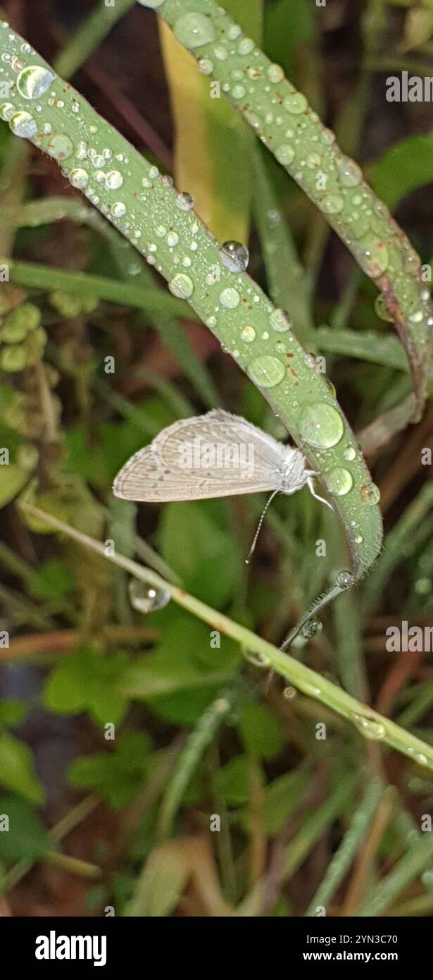 Common Grass-blue (Zizina otis labradus Stock Photo - Alamy