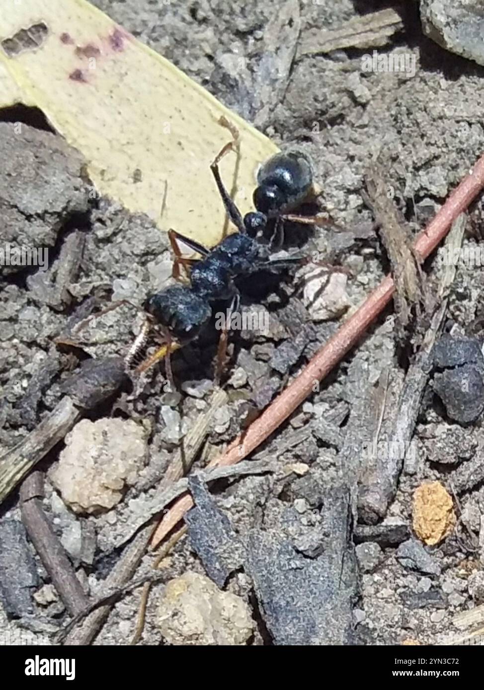 Jack jumper ant hi-res stock photography and images - Alamy