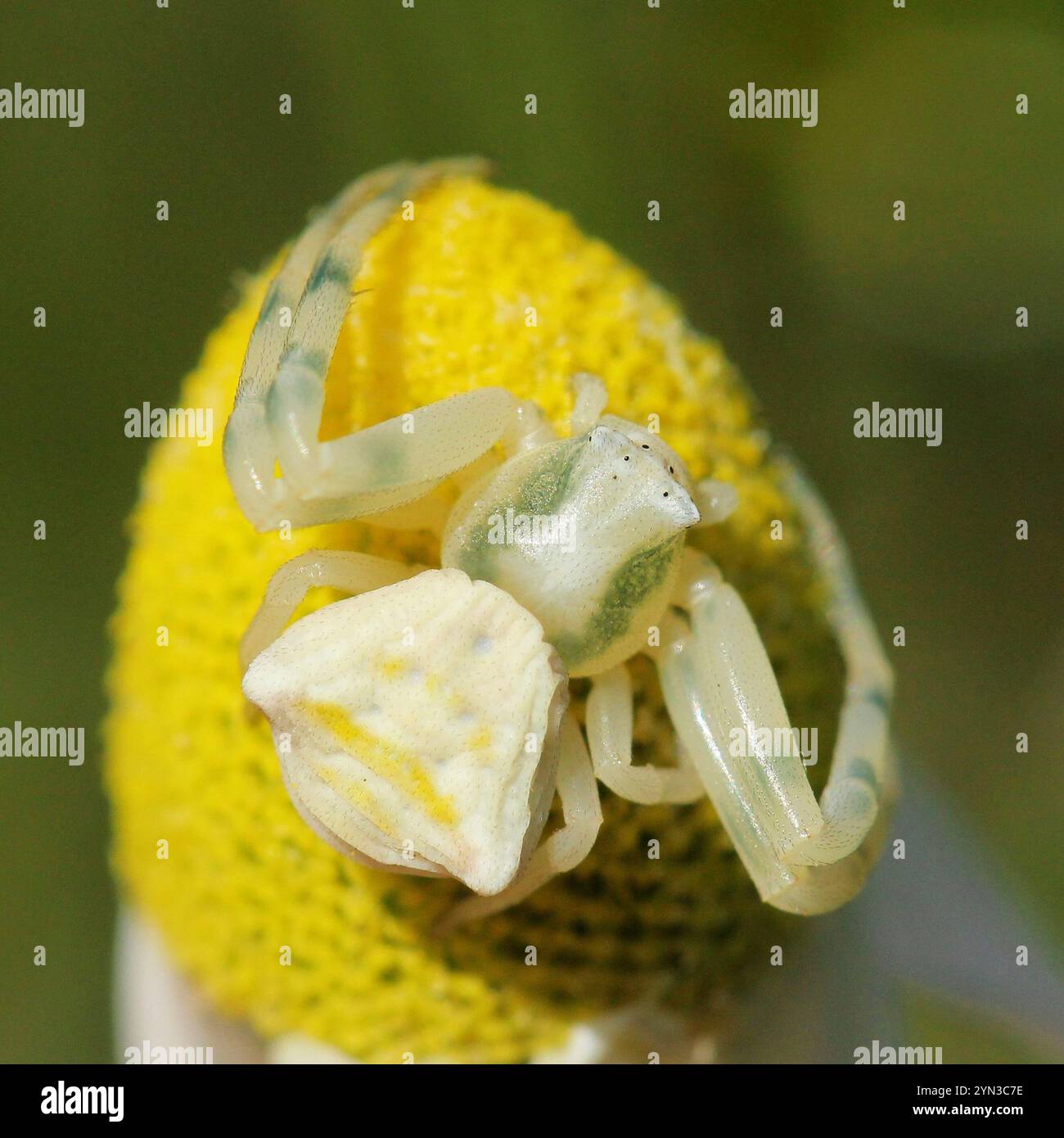 Pink Crab Spider (Thomisus onustus Stock Photo - Alamy