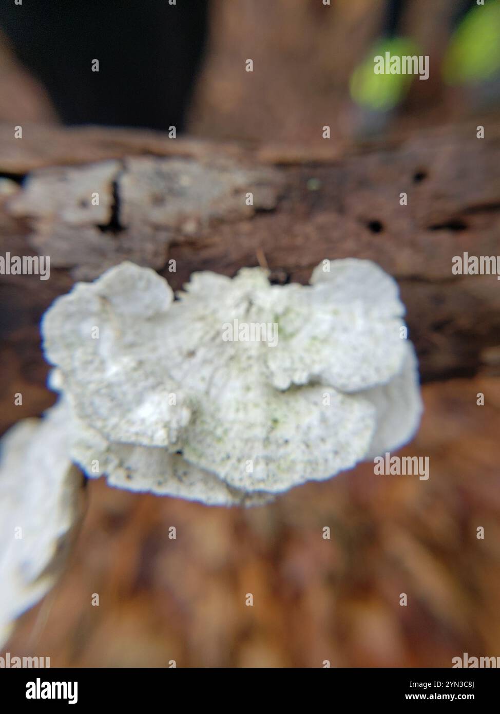 shelf fungi (Polyporales Stock Photo - Alamy