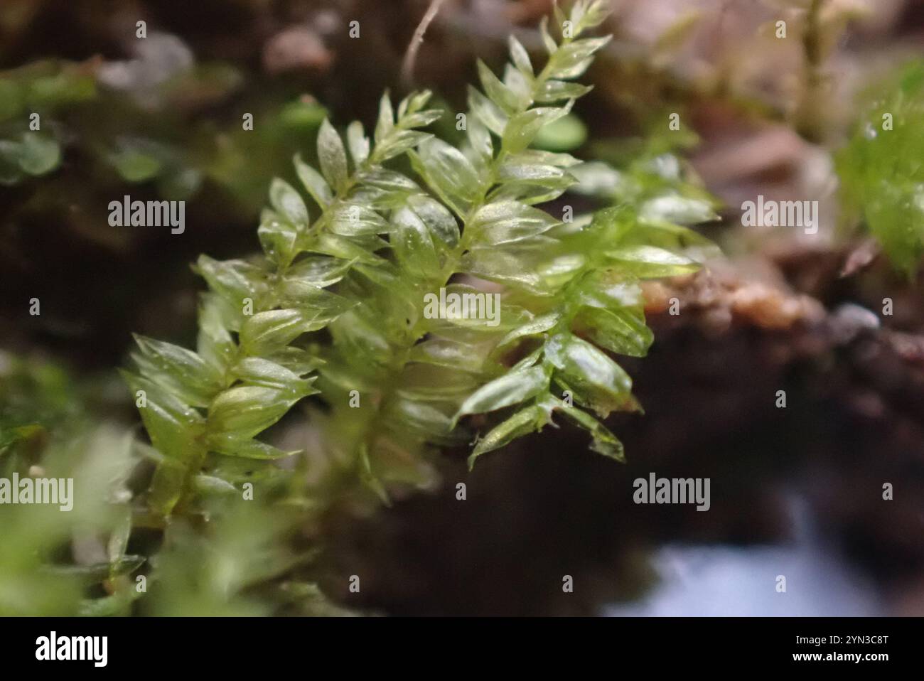 Streamside Leptodictyum Moss (Leptodictyum riparium Stock Photo - Alamy