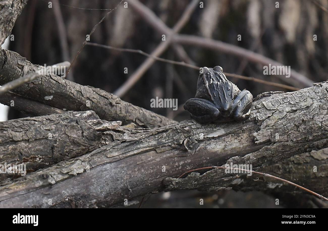 Southern Leopard Frog (Lithobates sphenocephalus Stock Photo - Alamy