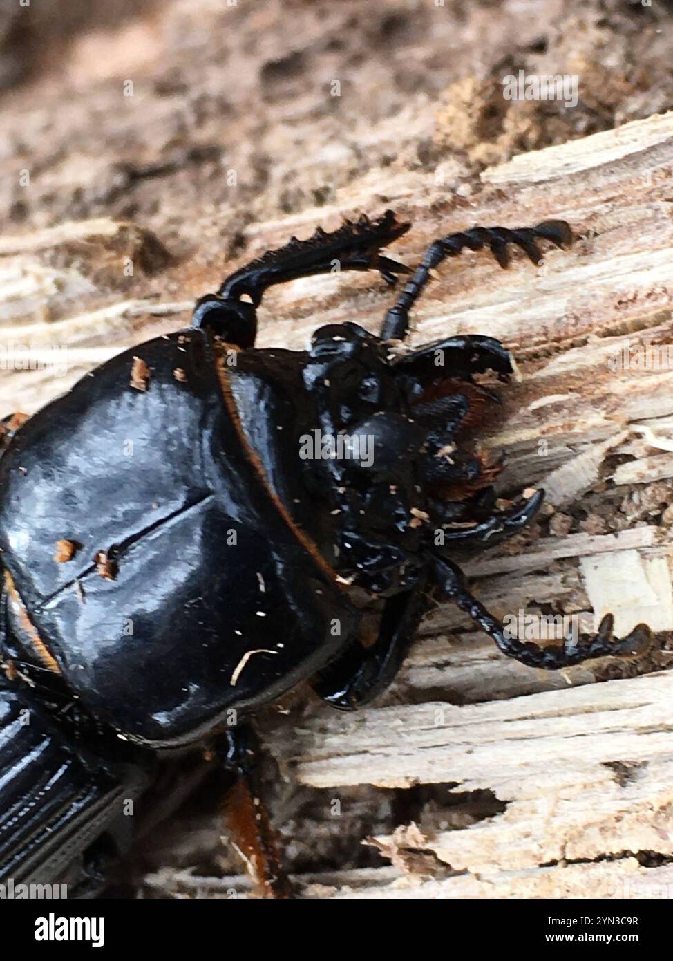 Horned Passalus Beetle (Odontotaenius disjunctus Stock Photo - Alamy