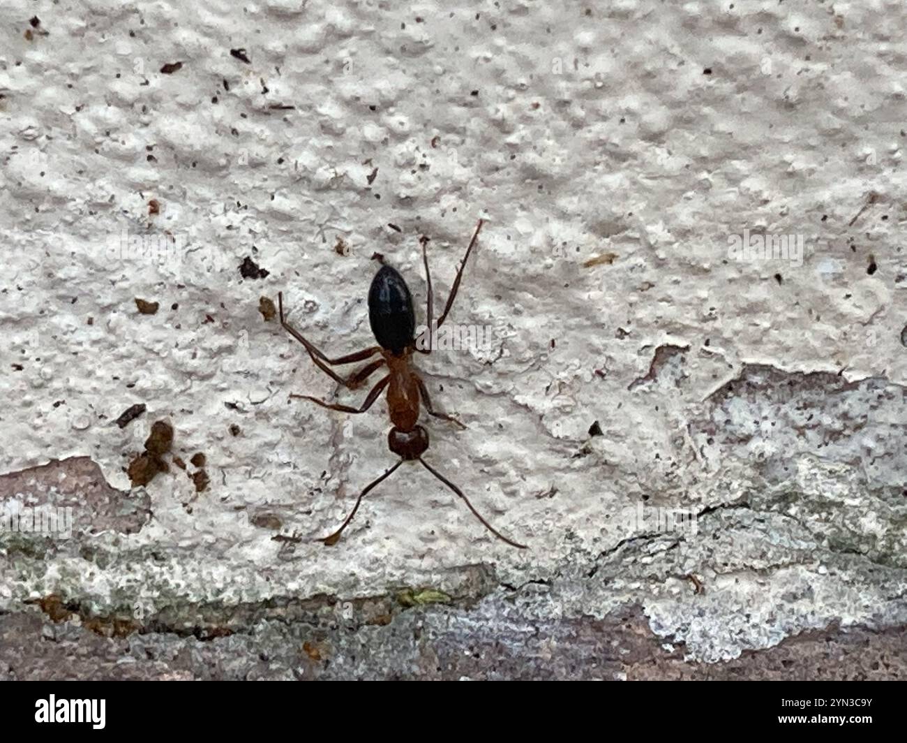 Florida Carpenter Ant (Camponotus floridanus Stock Photo - Alamy