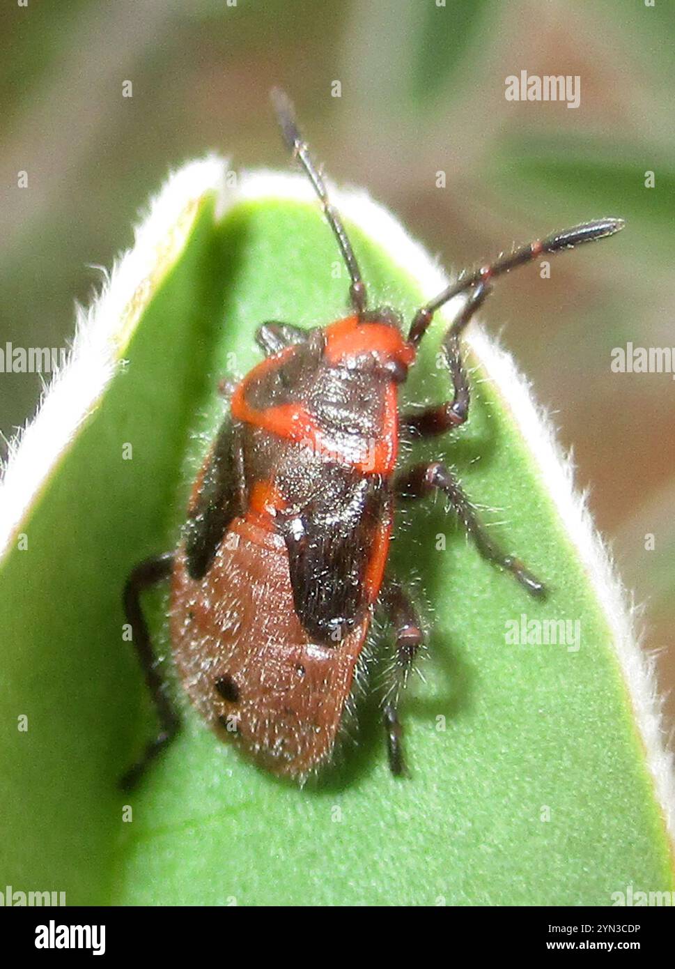 Seed-eating Bugs (Graptostethus Stock Photo - Alamy