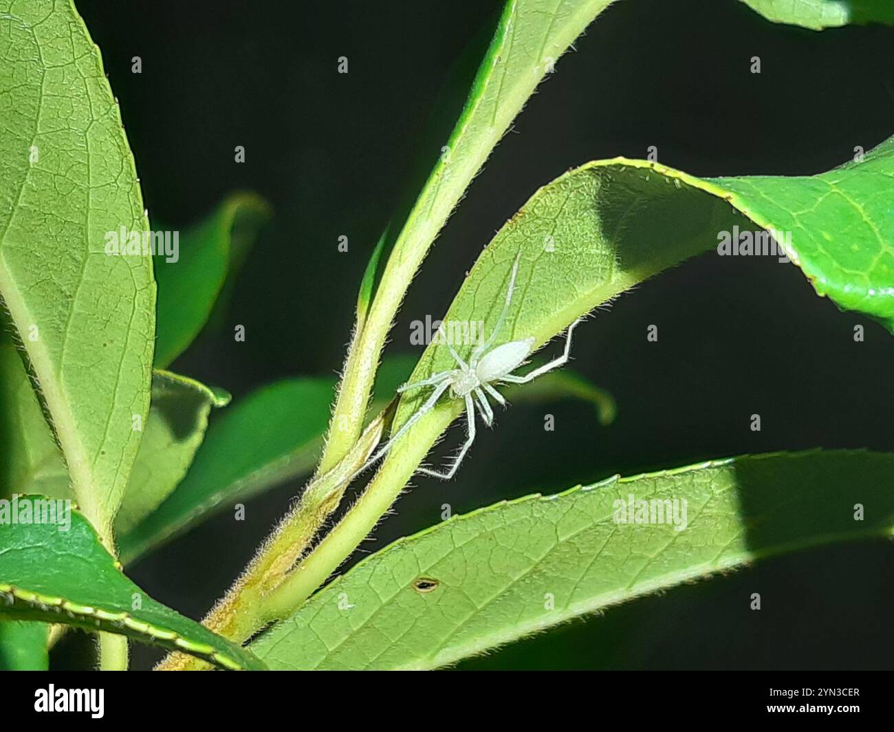 Ghost Spiders (Anyphaenidae Stock Photo - Alamy
