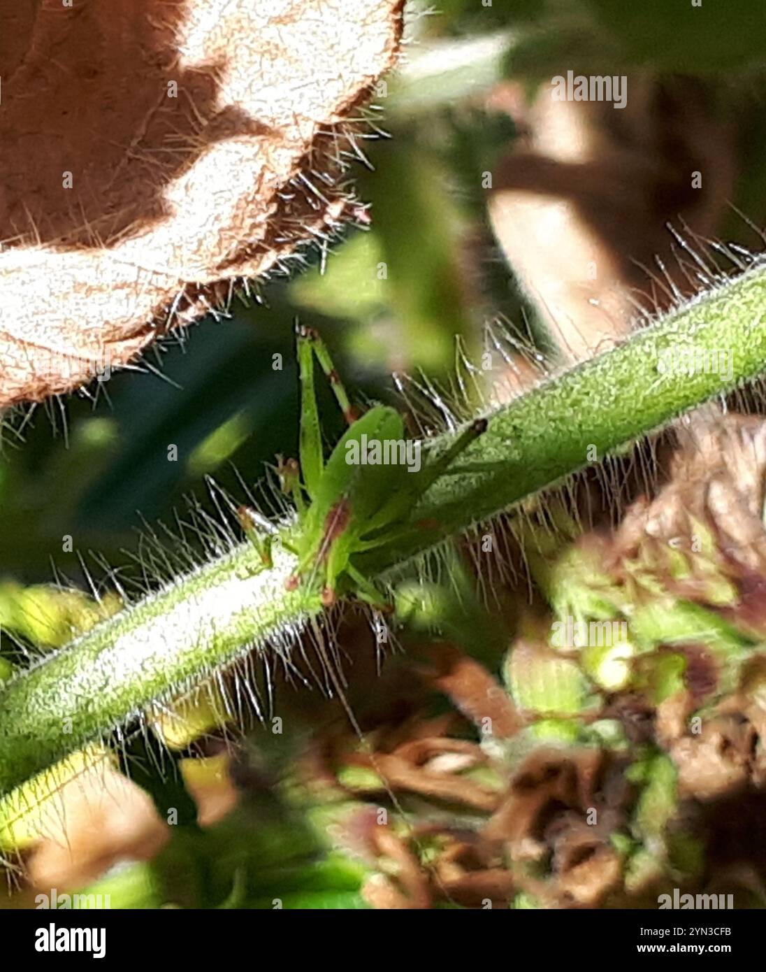 Australian Common Garden Katydid (Caedicia simplex Stock Photo - Alamy