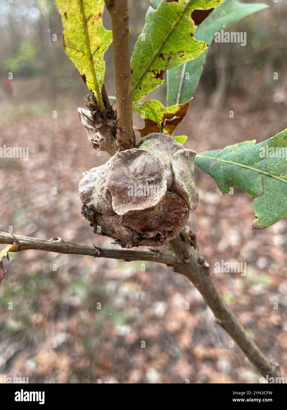 lobed oak gall wasp (Andricus quercusstrobilanus Stock Photo - Alamy