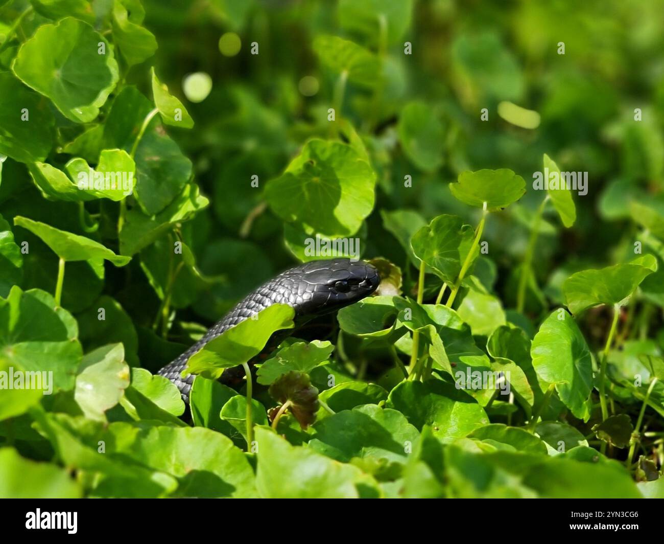 Red-bellied Black Snake (Pseudechis porphyriacus Stock Photo - Alamy