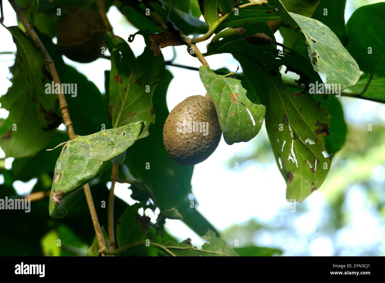 African peach (Nauclea latifolia Stock Photo - Alamy