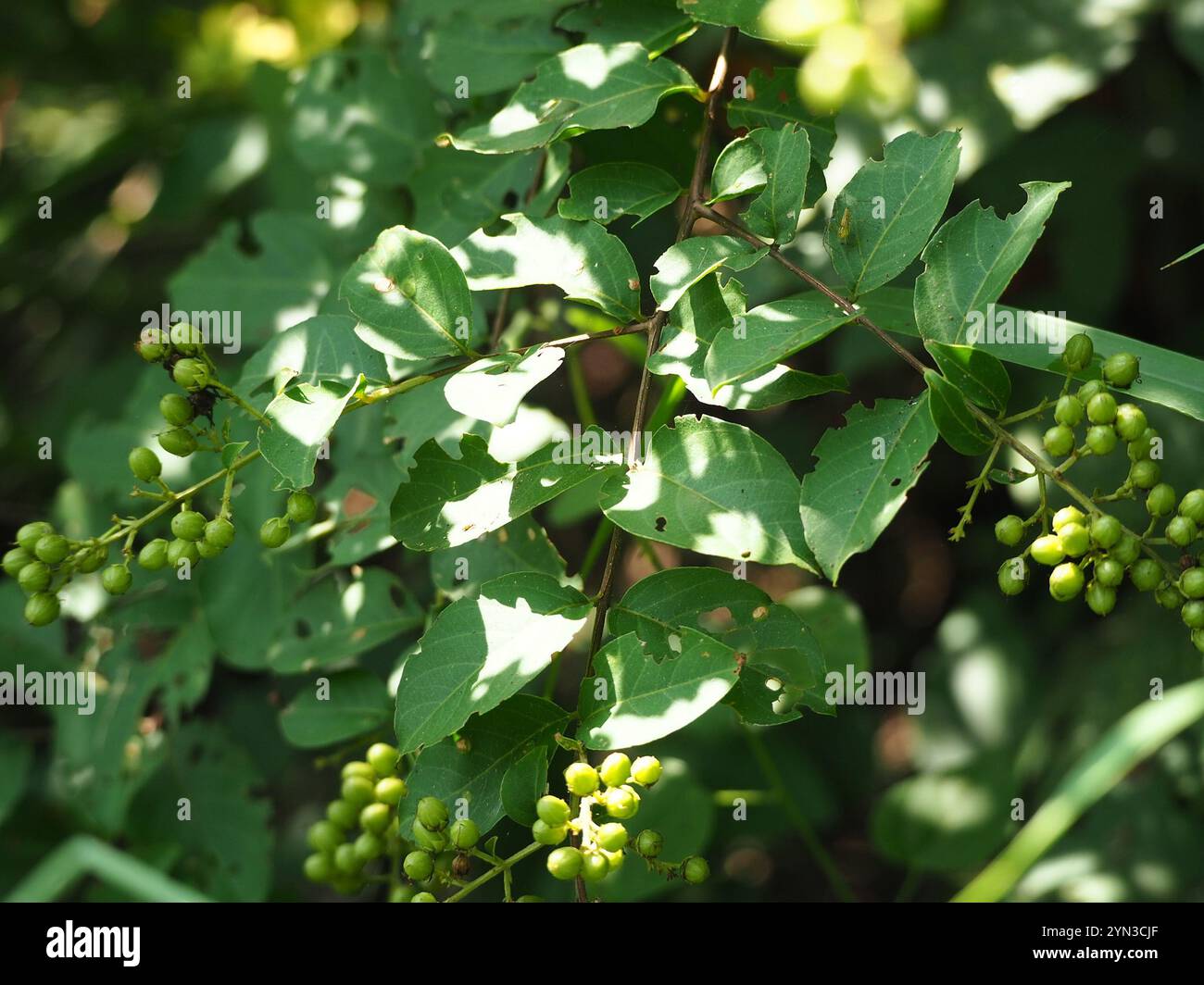 Subcostate Crape Myrtle (Lagerstroemia subcostata Stock Photo - Alamy