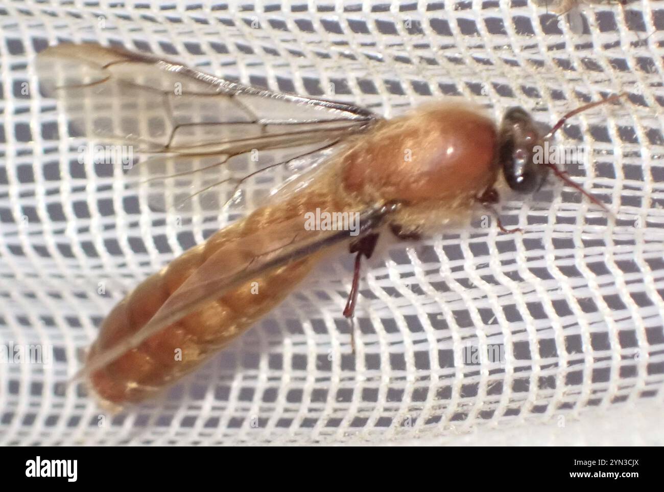 Driver Ants and Allies (Dorylus Stock Photo - Alamy