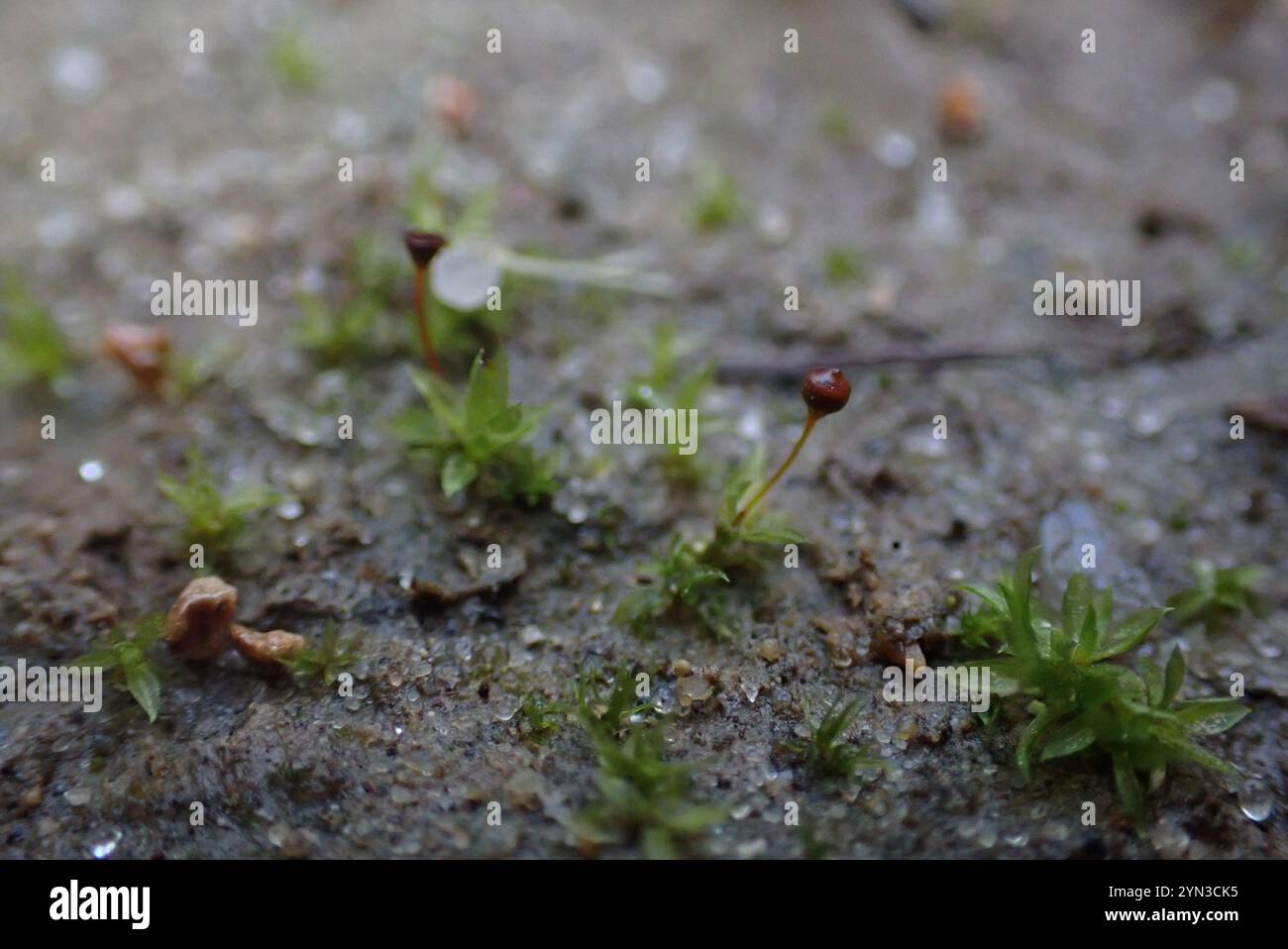 common bladder moss (Physcomitrium pyriforme Stock Photo - Alamy