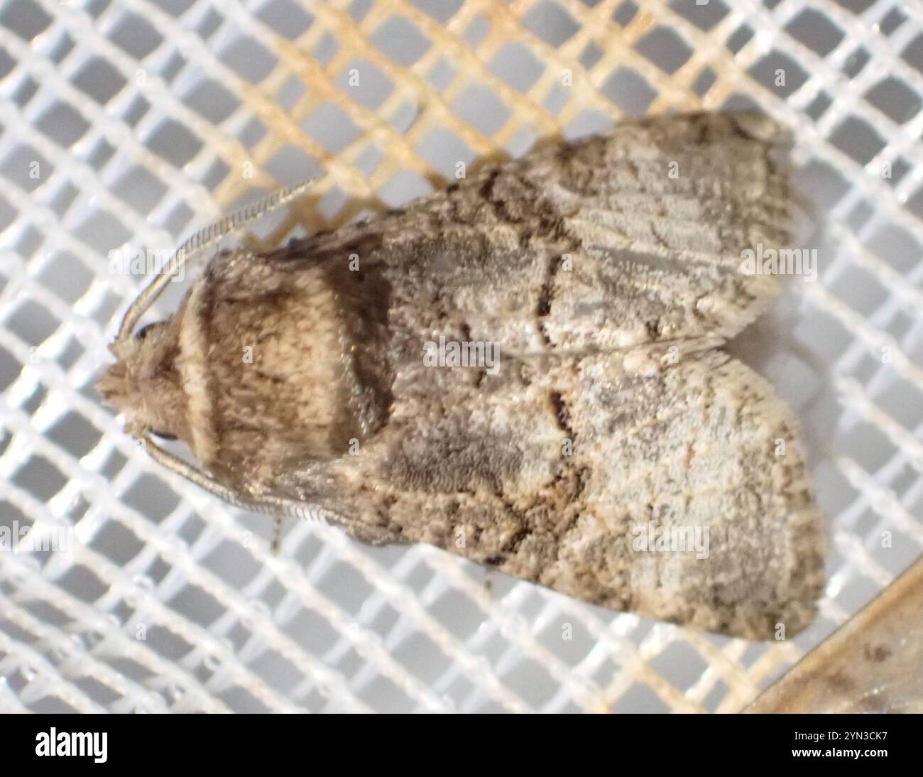 Owlet Moths and Allies (Noctuoidea Stock Photo - Alamy