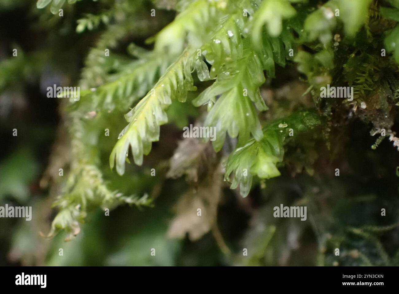 polypody fissidens moss (Fissidens polypodioides Stock Photo - Alamy