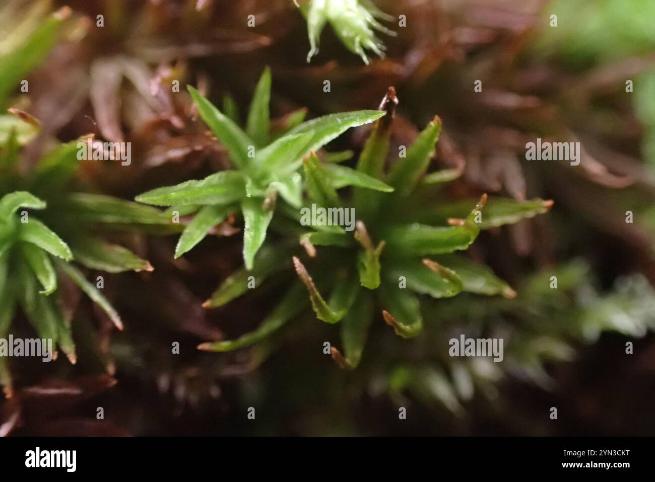 lesser smoothcap (Atrichum angustatum Stock Photo - Alamy