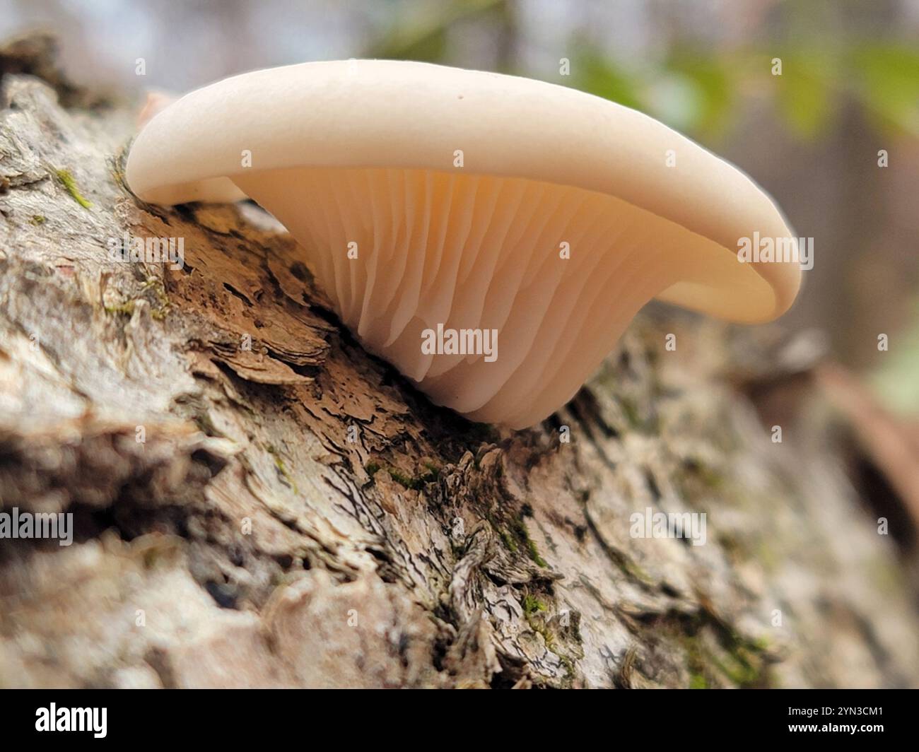 Oyster Mushroom (Pleurotus ostreatus Stock Photo - Alamy
