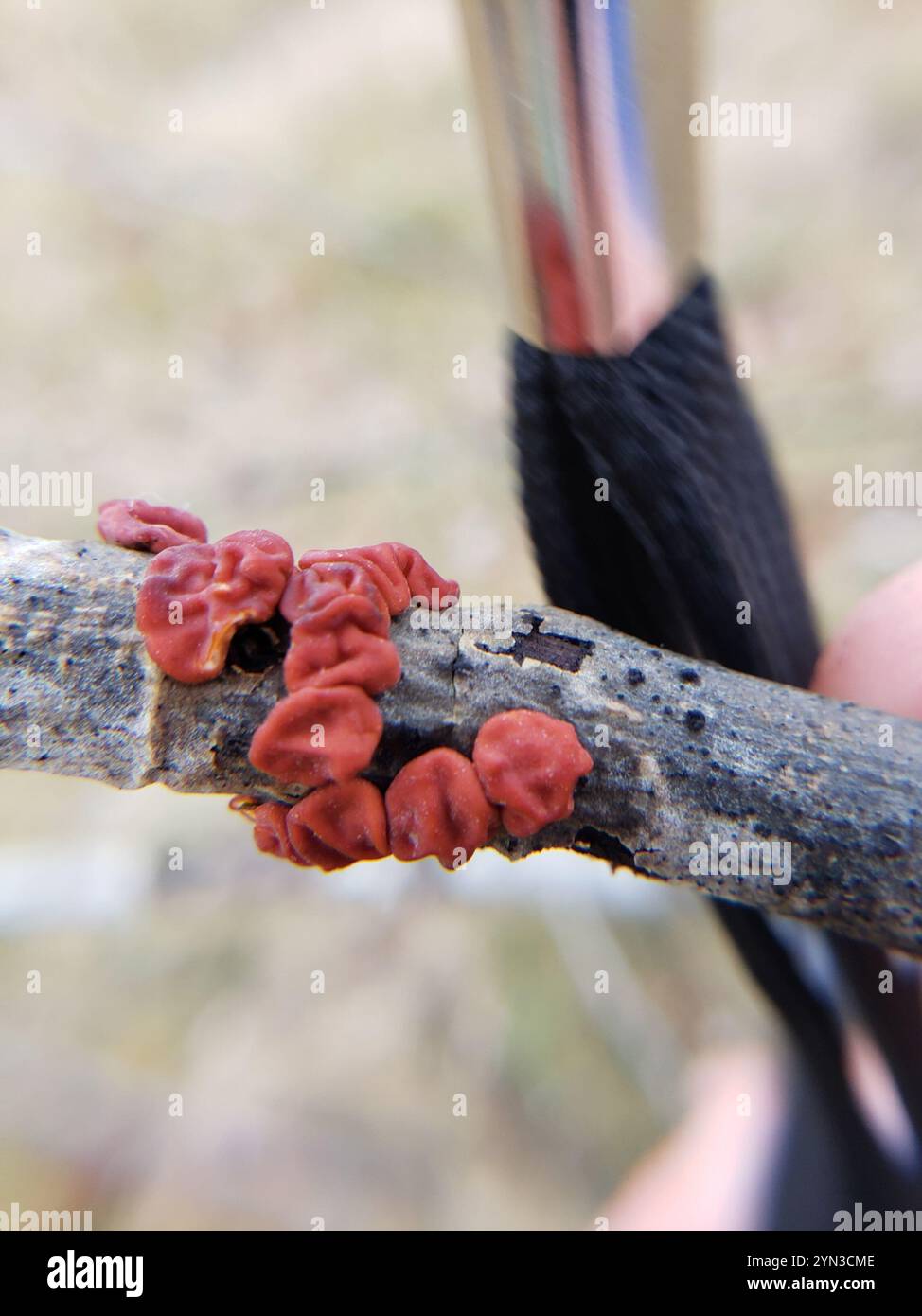 Red Tree Brain Fungus (Peniophora rufa Stock Photo - Alamy