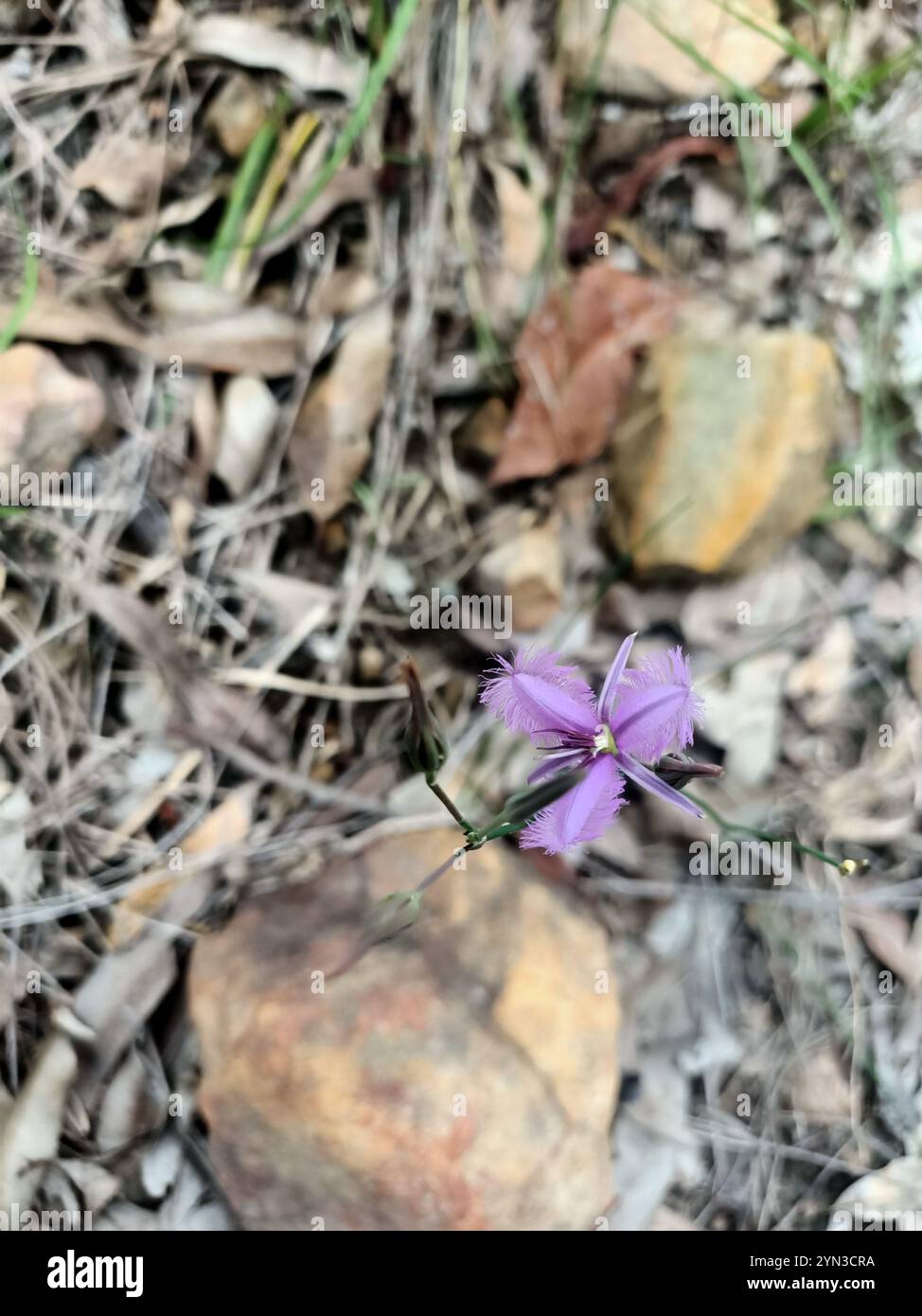 Common Fringe-lily (Thysanotus tuberosus Stock Photo - Alamy