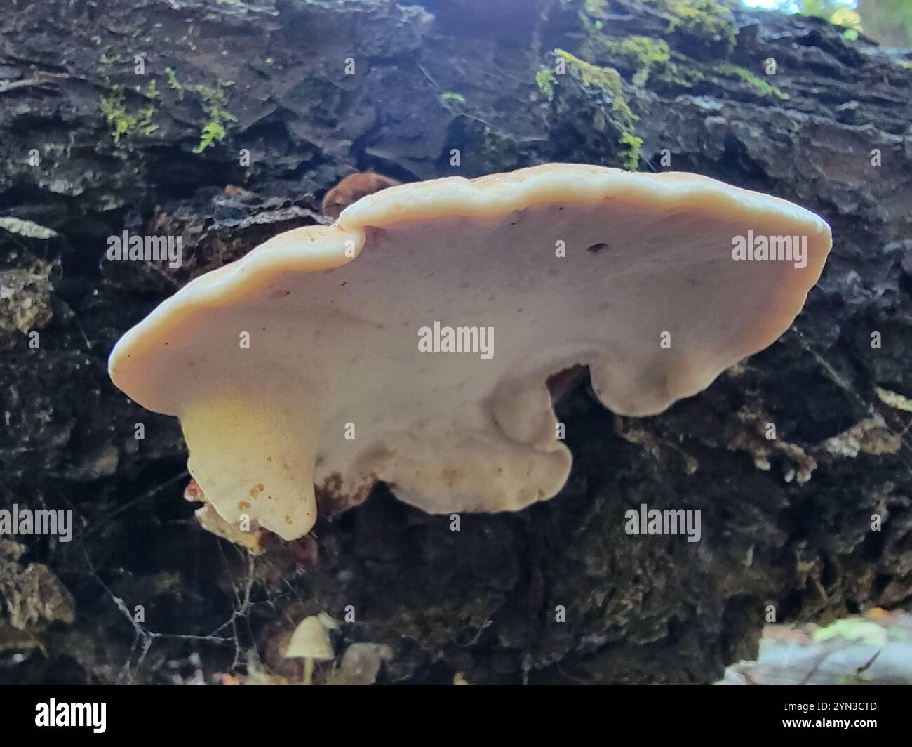 shelf fungi (Polyporales Stock Photo - Alamy