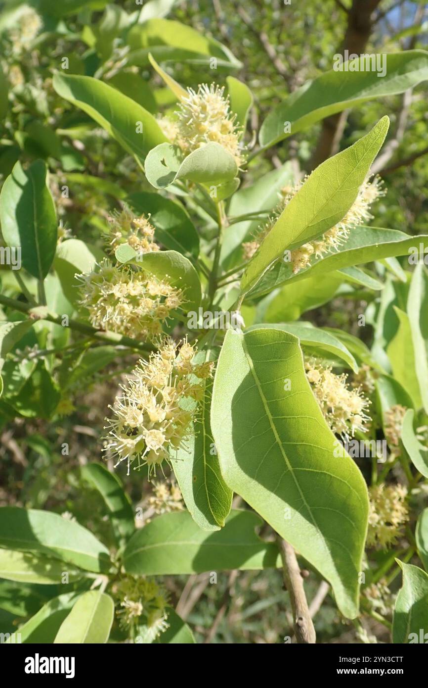Combretum molle hi-res stock photography and images - Alamy