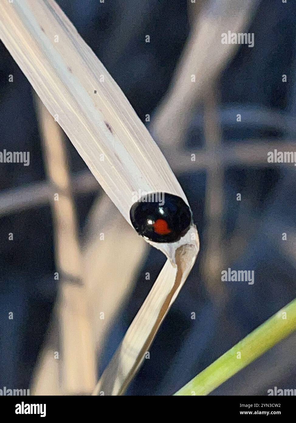 Scale-feeding Lady Beetles (Chilocorinae Stock Photo - Alamy