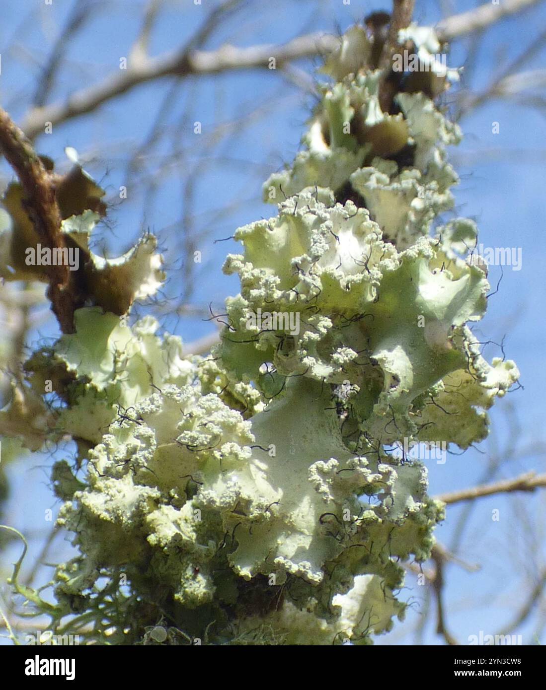 perforated ruffle lichen (Parmotrema perforatum Stock Photo - Alamy