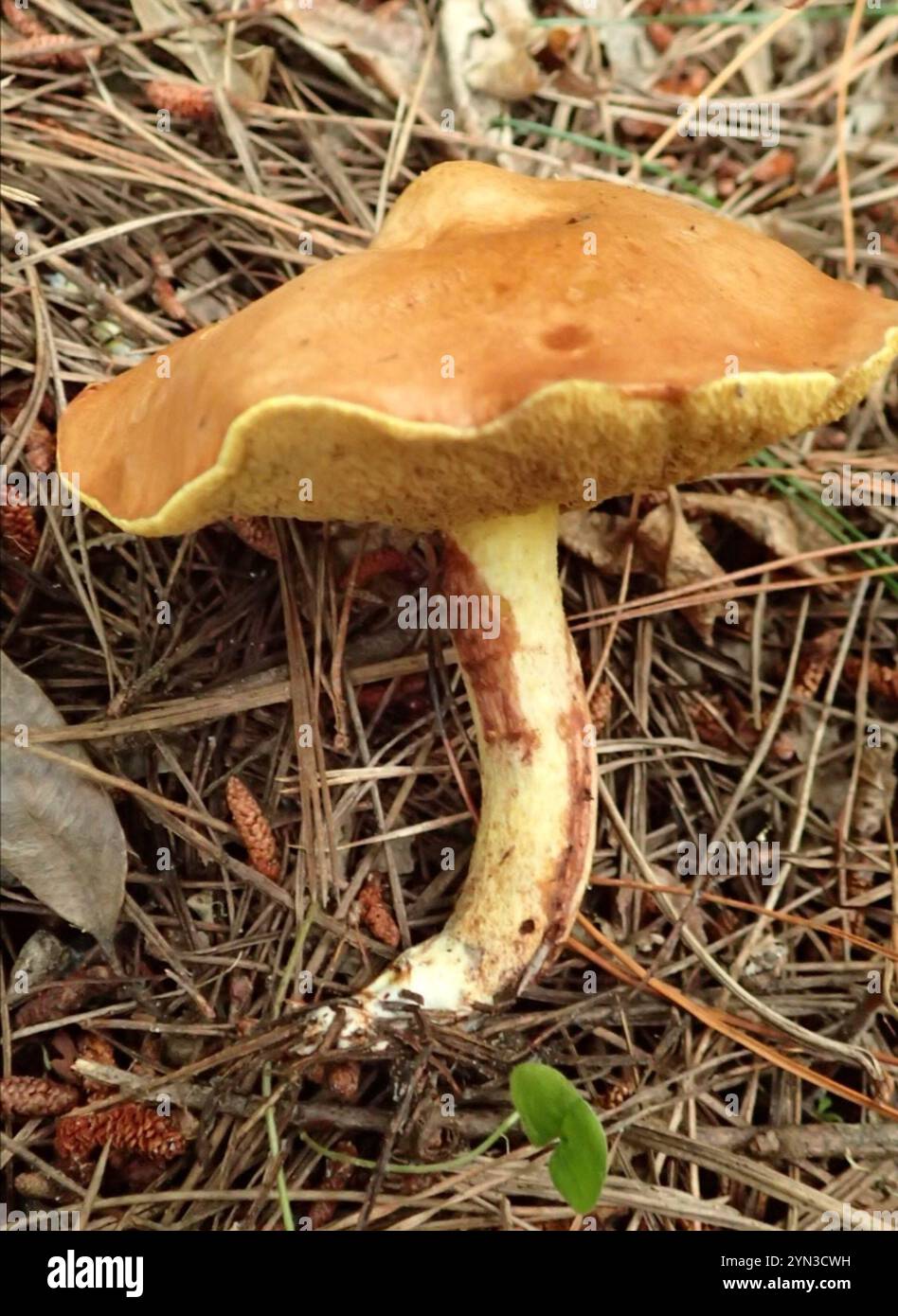 Dotted-stalked Suillus (Suillus granulatus Stock Photo - Alamy