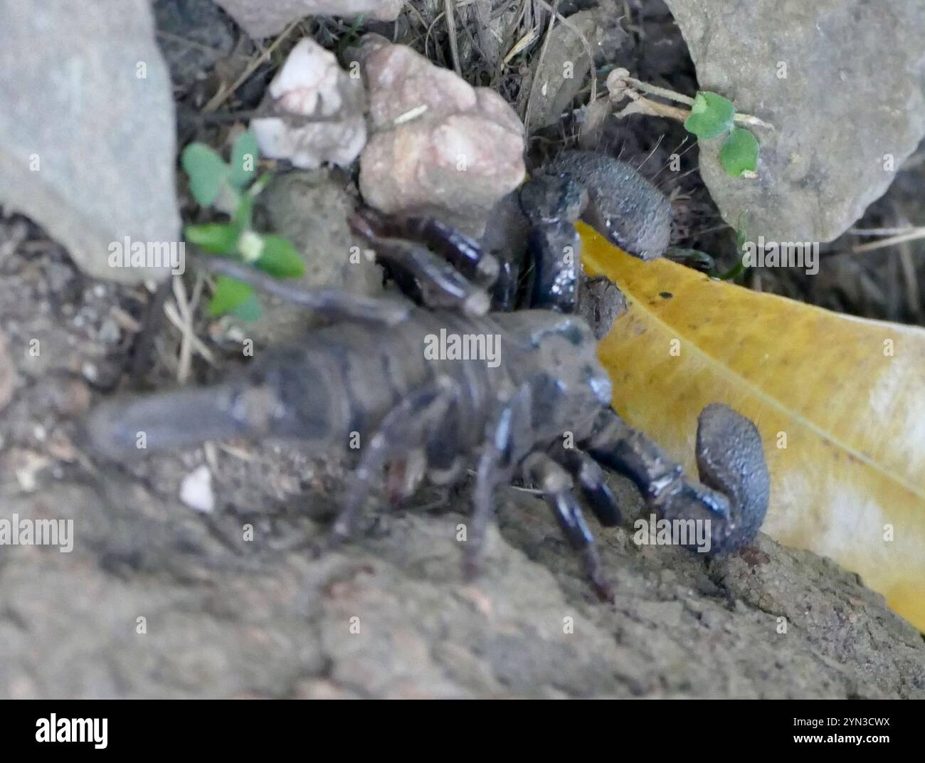 Common Emperor Scorpion (Pandinus imperator Stock Photo - Alamy
