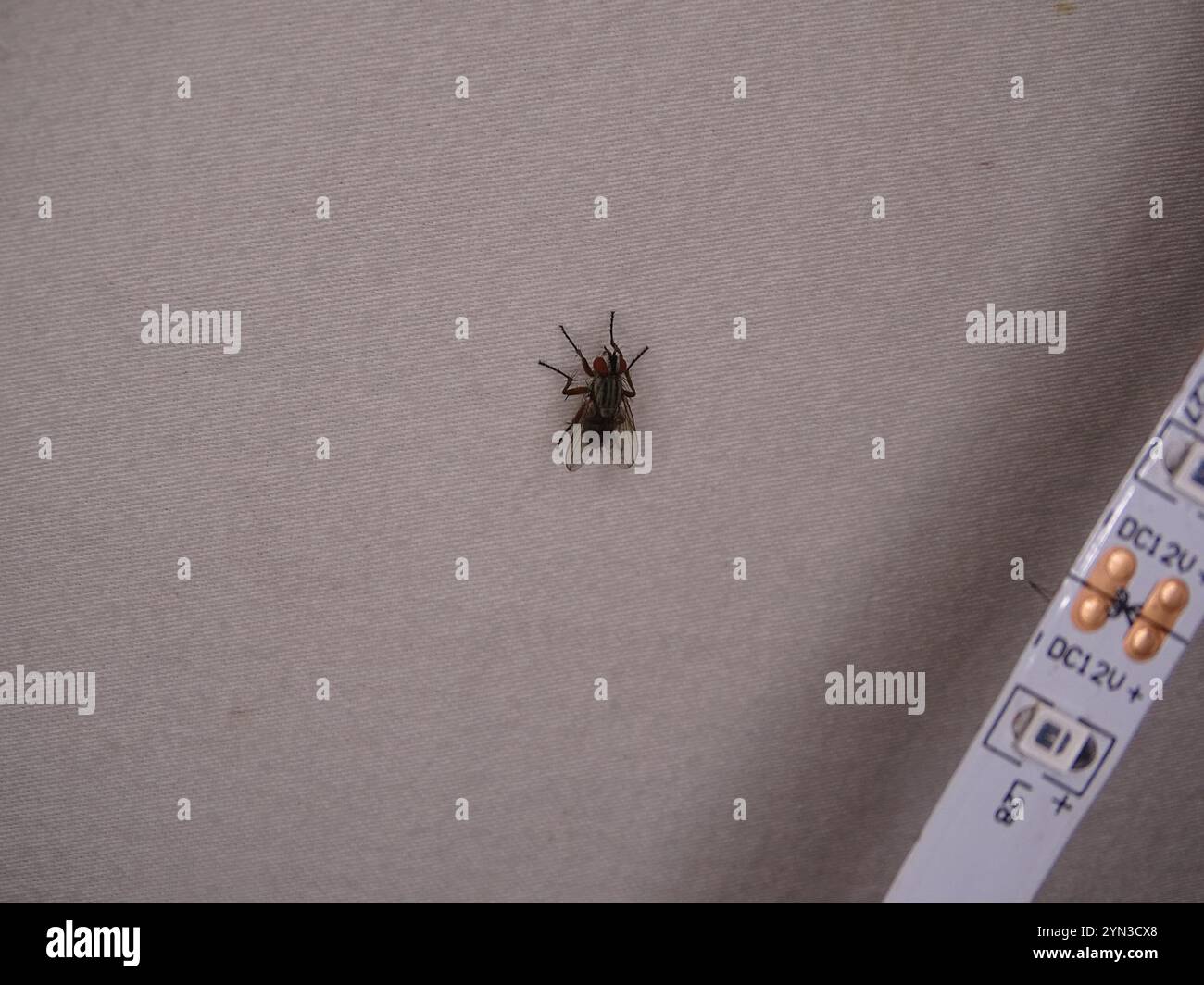 Common Flesh Flies (Sarcophaga Stock Photo - Alamy