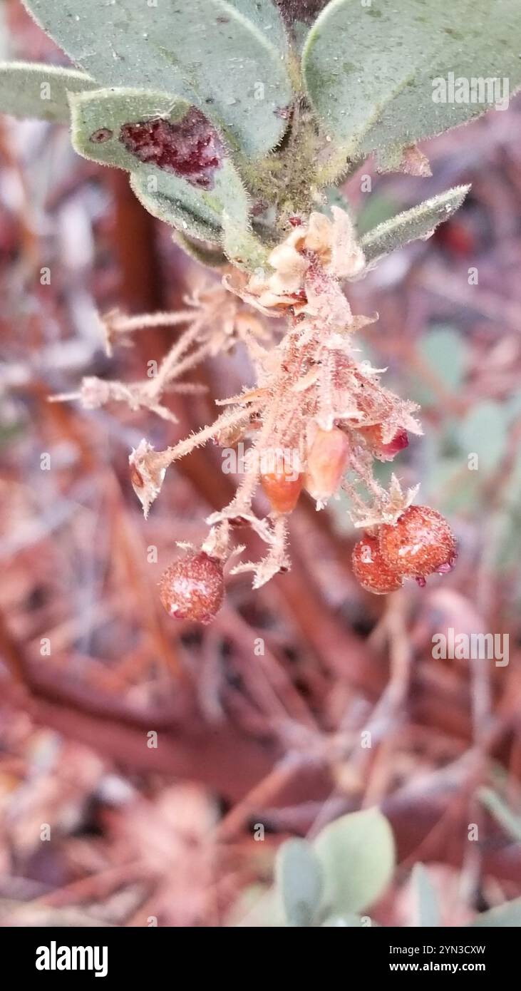 Pringle's manzanita (Arctostaphylos pringlei Stock Photo - Alamy