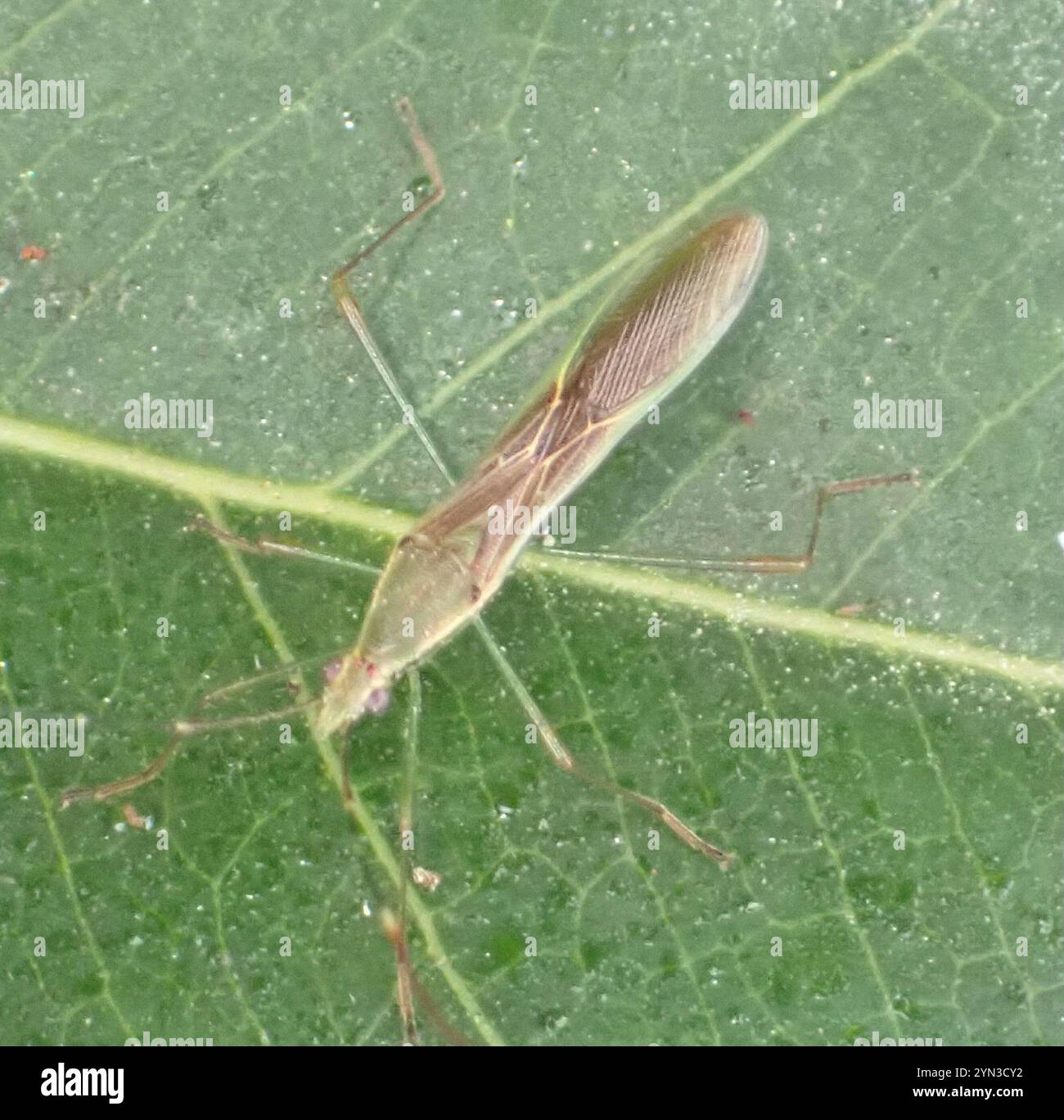 rice bugs (Stenocoris Stock Photo - Alamy