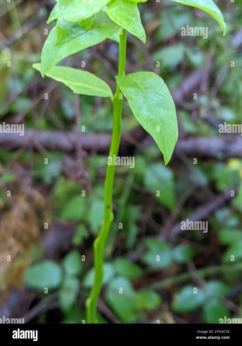 Red Huckleberry (Vaccinium parvifolium Stock Photo - Alamy