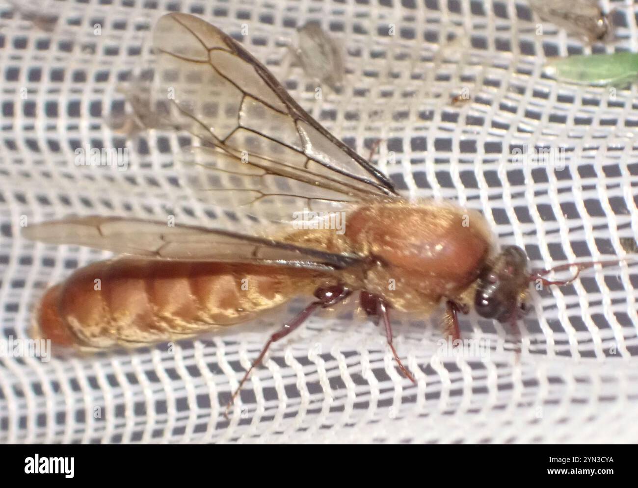 Driver Ants and Allies (Dorylus Stock Photo - Alamy