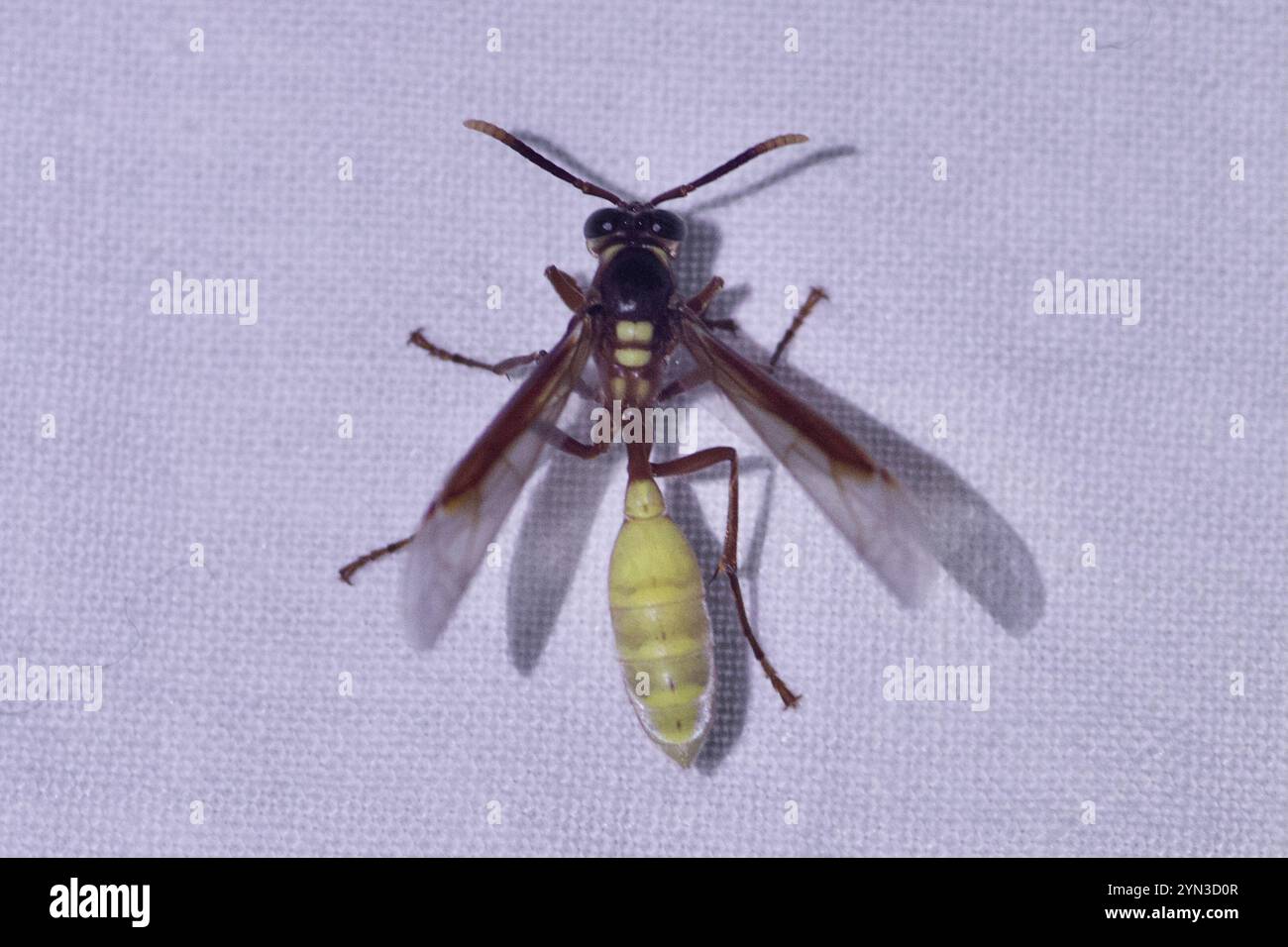 Central American Paper Wasp (Apoica pallens Stock Photo - Alamy