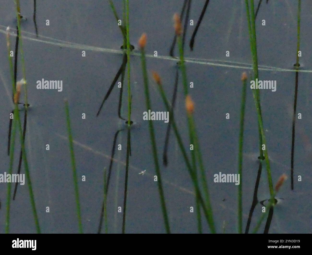 common spikerush (Eleocharis palustris Stock Photo - Alamy
