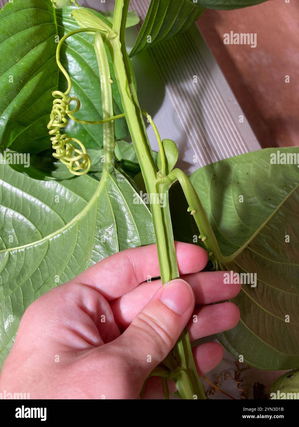 giant granadilla (Passiflora quadrangularis Stock Photo - Alamy