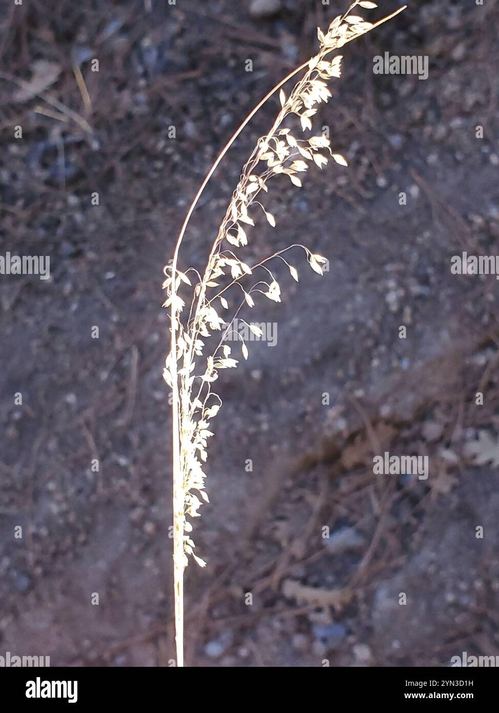 Pine Dropseed (Muhlenbergia tricholepis Stock Photo - Alamy