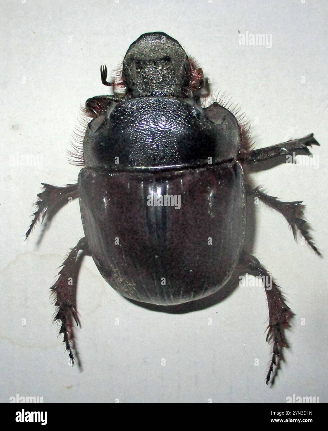 Giant Dung Beetles (Heliocopris Stock Photo - Alamy
