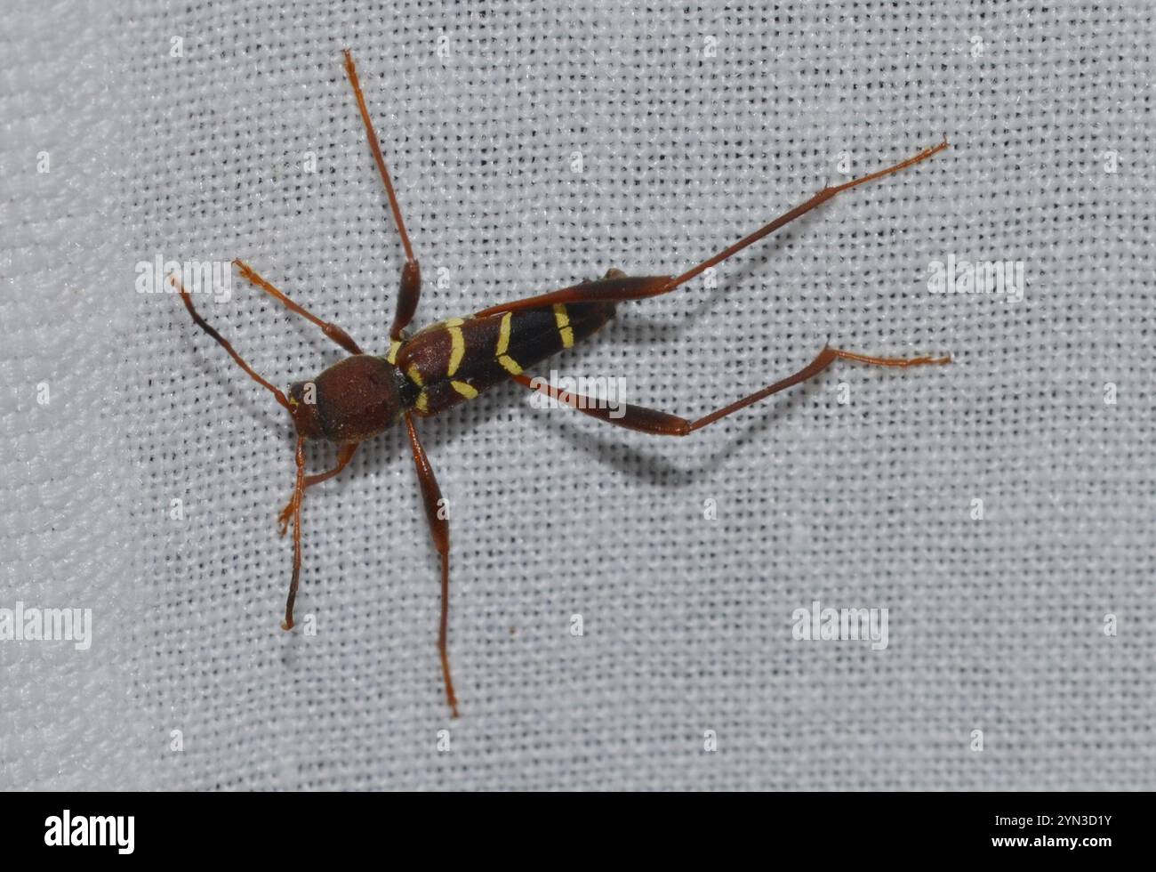 Red-headed Ash Borer (Neoclytus acuminatus Stock Photo - Alamy
