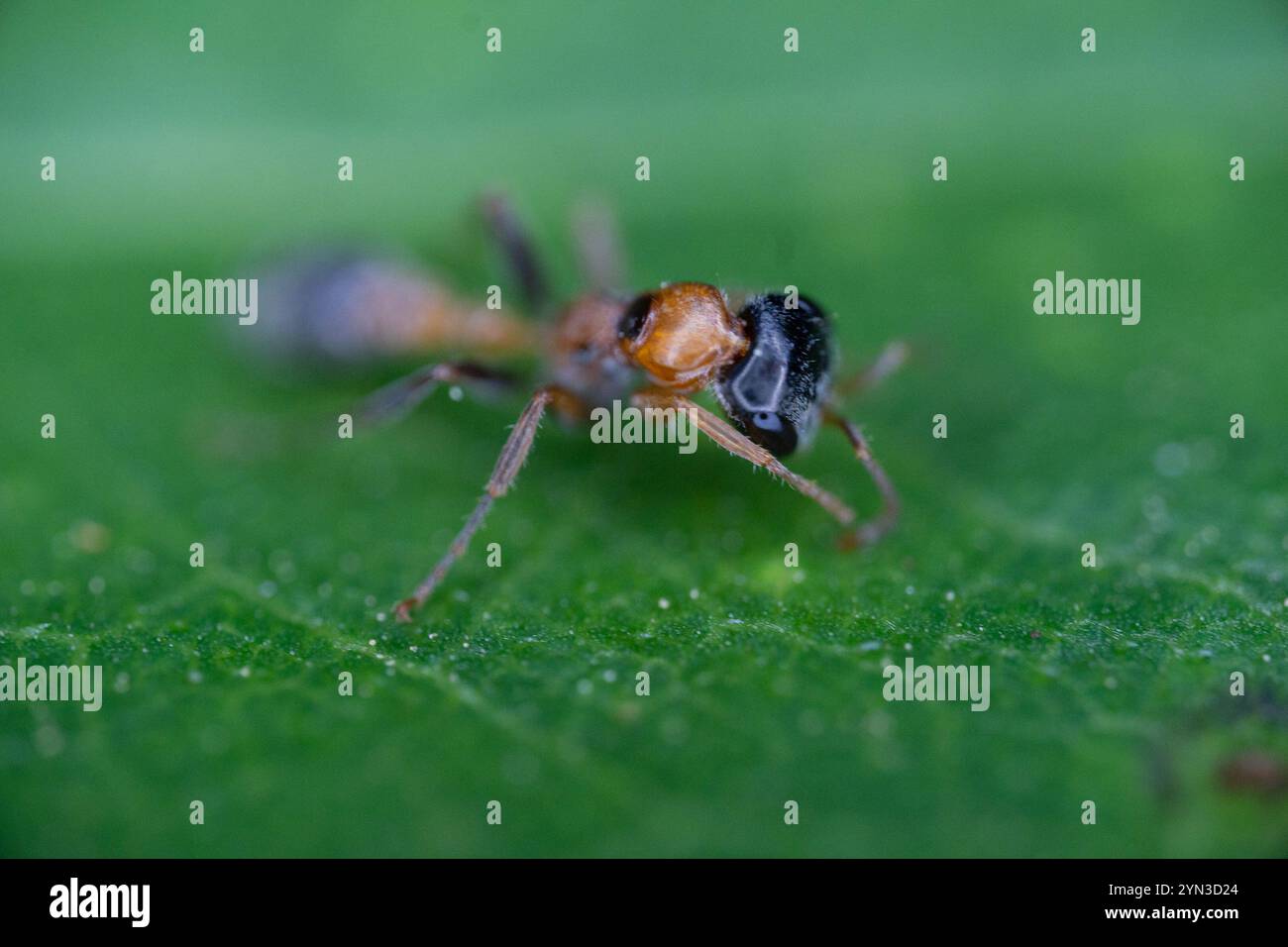 Graceful Twig Ant (Pseudomyrmex gracilis Stock Photo - Alamy