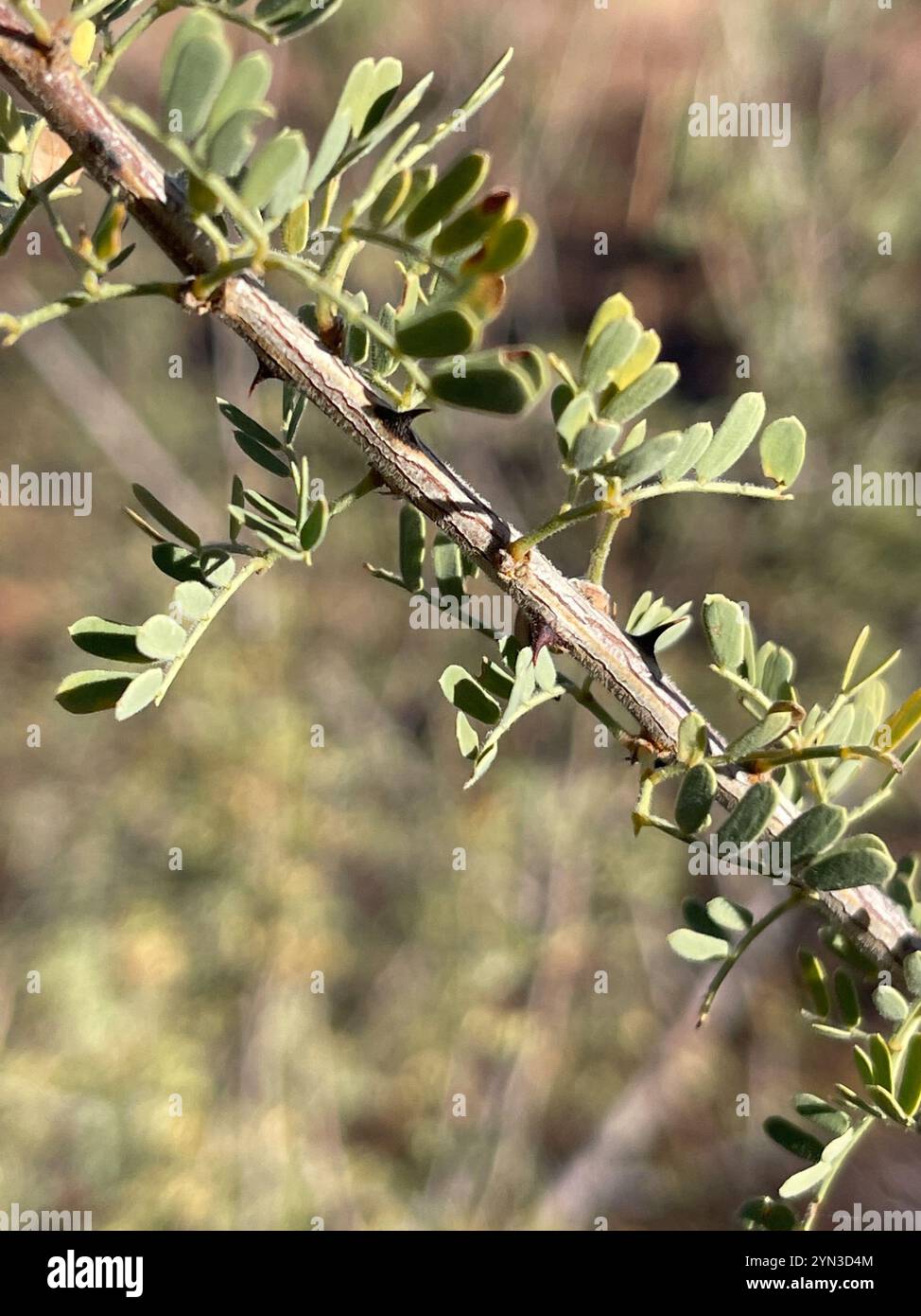 Catclaw Acacia (Senegalia greggii Stock Photo - Alamy