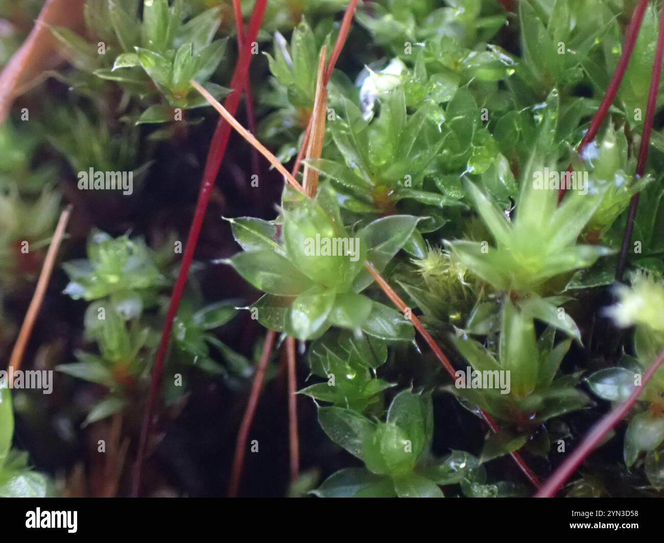 Long-leaved Thread Moss (Ptychostomum pseudotriquetrum Stock Photo - Alamy