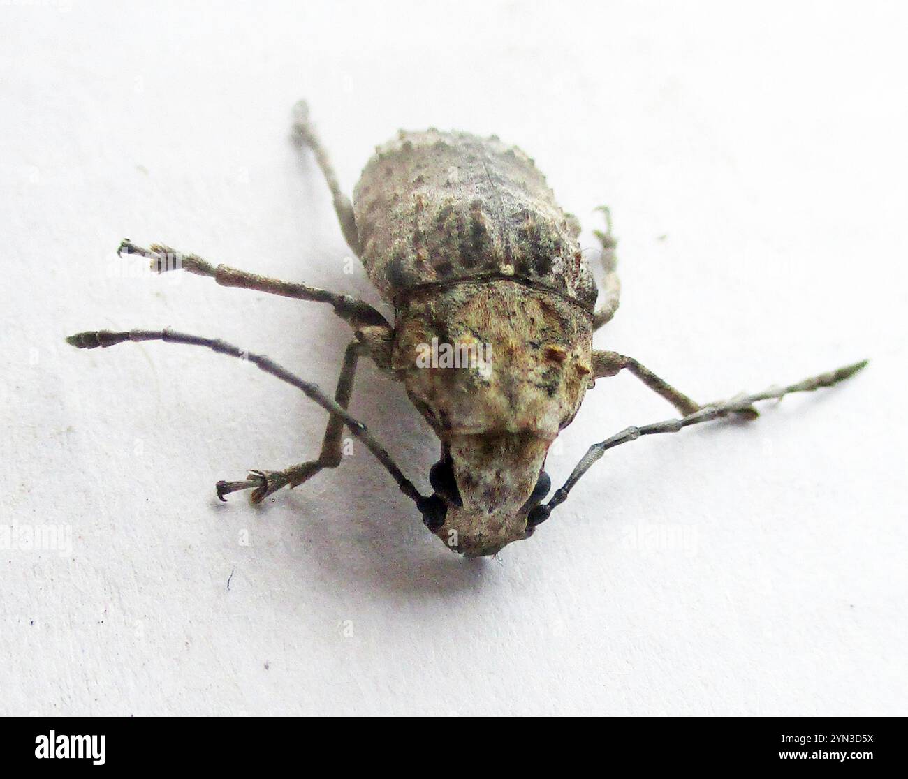 Fungus Weevils (Anthribidae Stock Photo - Alamy