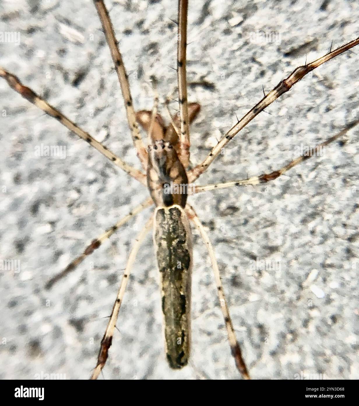 Elongate Stilt Spider (Tetragnatha elongata Stock Photo - Alamy