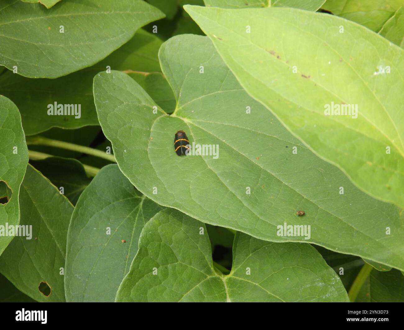 Two lined spittlebug prosapia bicincta hi-res stock photography and ...