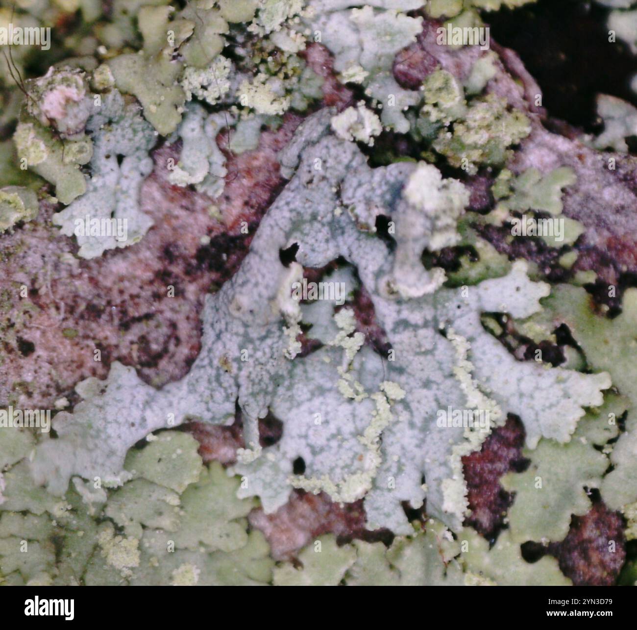 Powder-tipped Rosette Lichen (Physcia dubia Stock Photo - Alamy