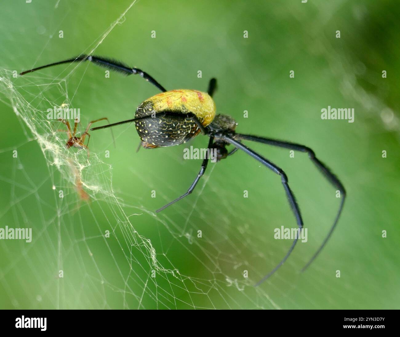 Hairy Golden Orb-weaving Spider (Trichonephila fenestrata Stock Photo ...