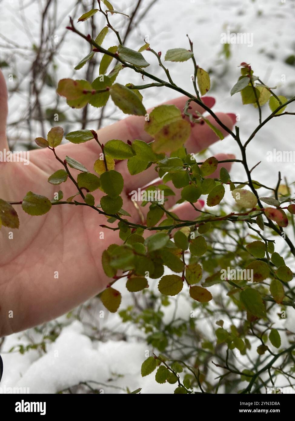 Red Huckleberry (Vaccinium parvifolium Stock Photo - Alamy